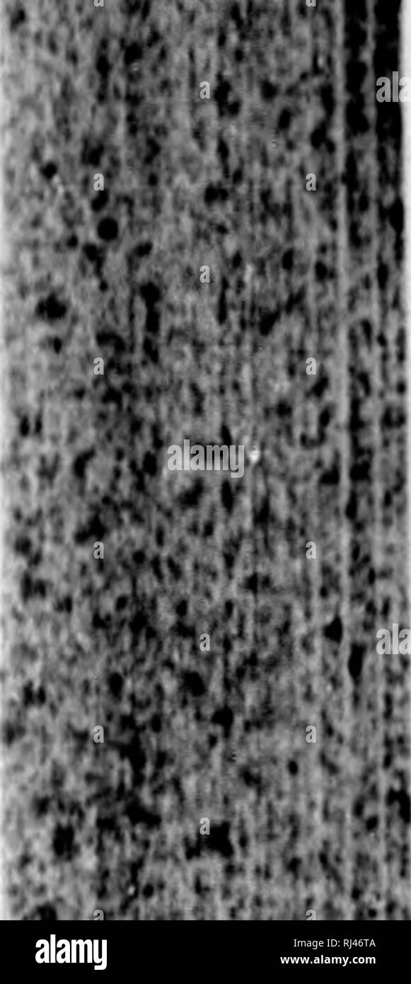 Slightly conical tip hi-res stock photography and images - Alamy