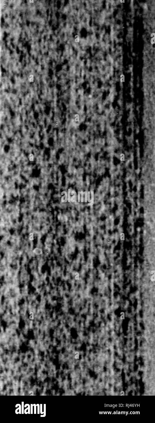 . Classification of the Coleoptera of North America [microform ...