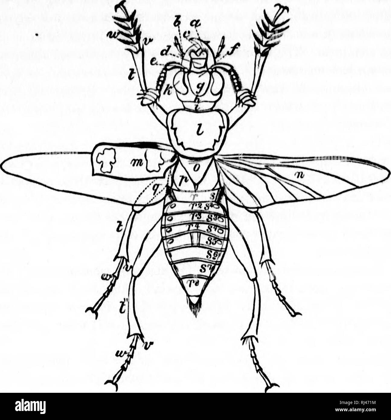 . Classification of the Coleoptera of North America [microform ...