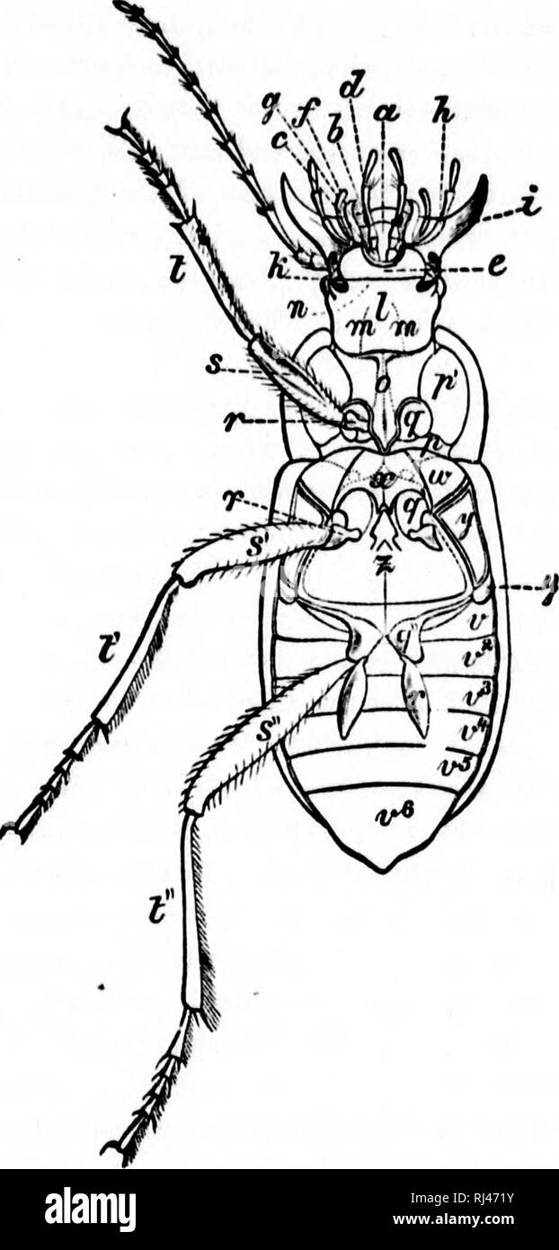 . Classification of the Coleoptera of North America [microform ...