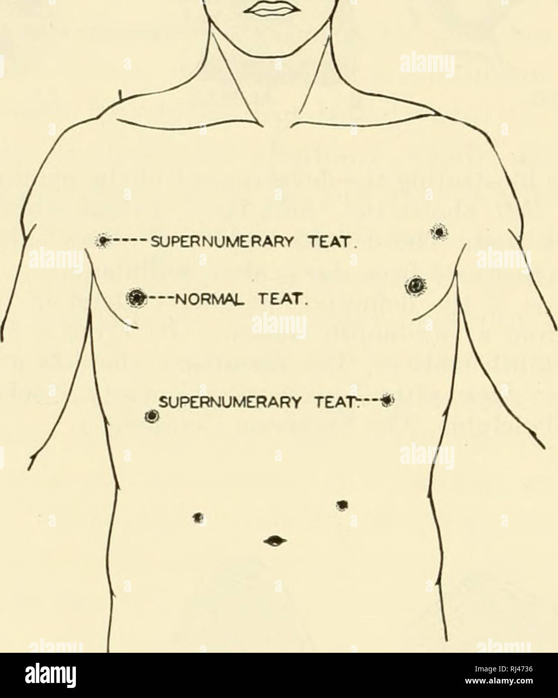 . The chordates. Chordata. 580 Comparative Morphology of Chordates ...