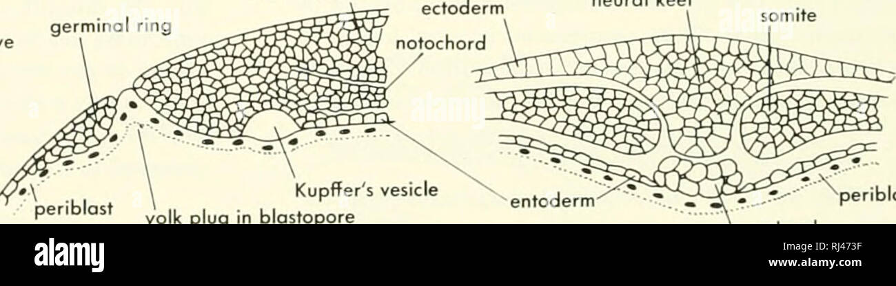 . Chordate morphology. Morphology (Animals); Chordata. neural keel ...