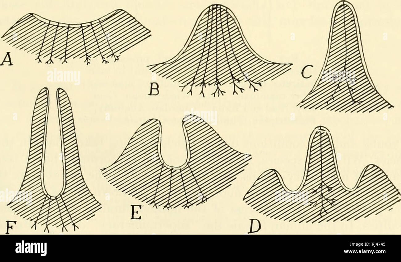 . The chordates. Chordata. FlG. 447. A figure illustrating the ...