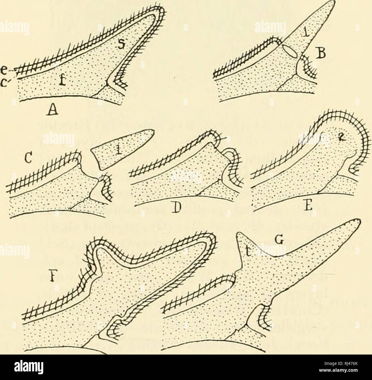 Retracted claw hi-res stock photography and images - Alamy