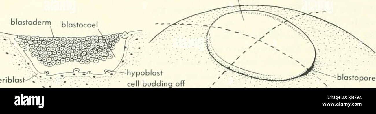 Blastocoel hi-res stock photography and images - Alamy