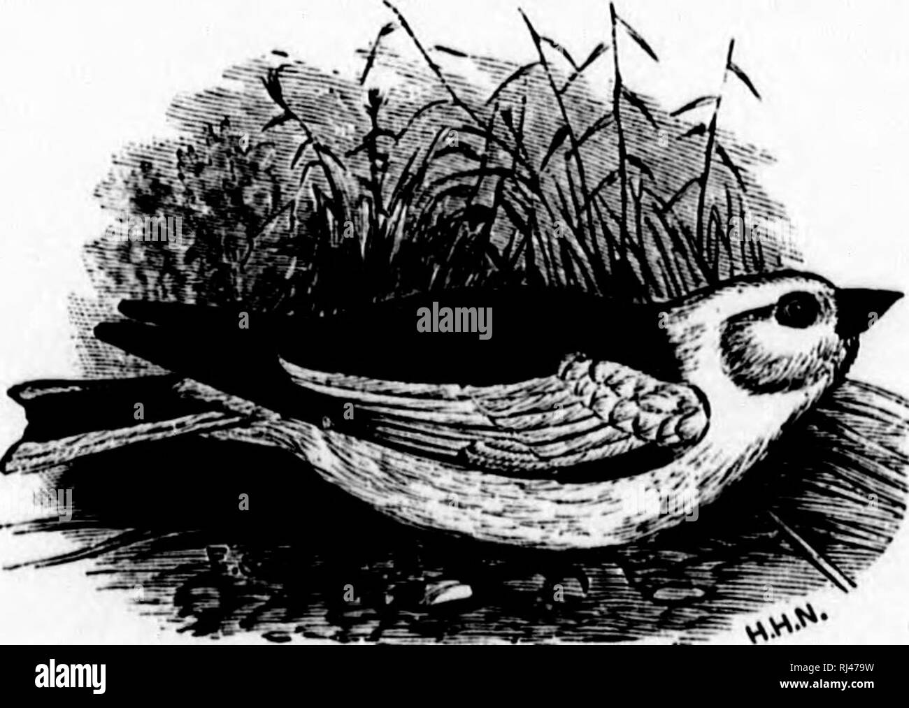 Var boundary Black and White Stock Photos & Images - Alamy