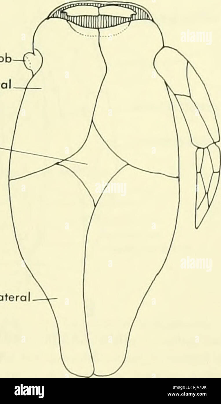 . Chordate morphology. Morphology (Animals); Chordata. articular knob ...