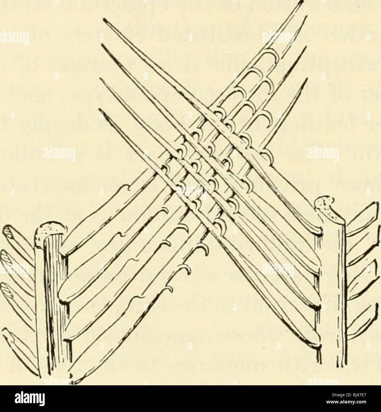 Distal barbule hi-res stock photography and images - Alamy