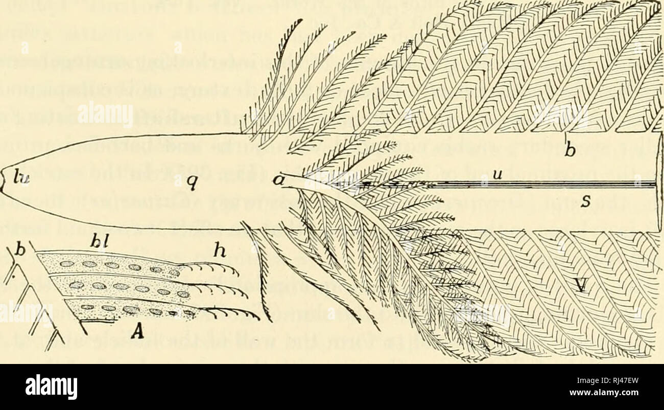 . The chordates. Chordata. Sauropsida: Class Aves 505 flight. This ...