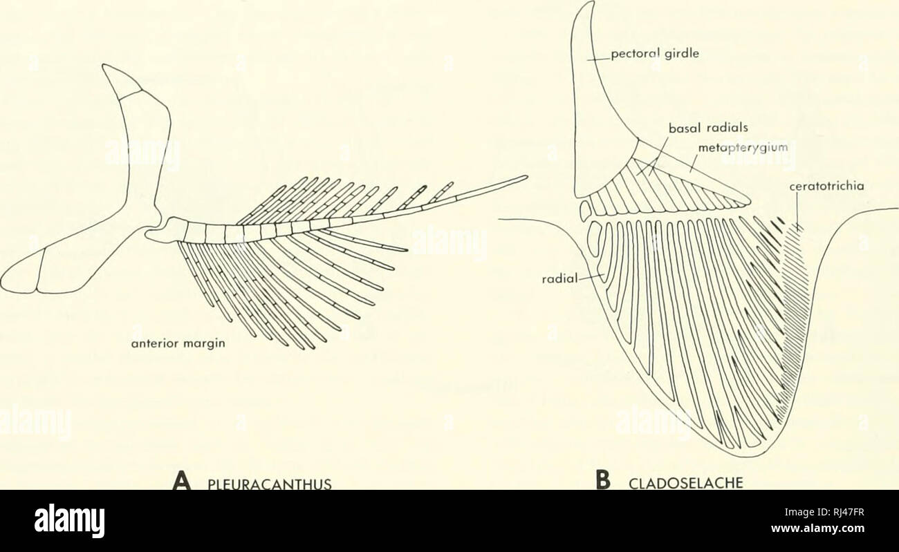 . Chordate morphology. Morphology (Animals); Chordata. PLEURACANTHUS ...