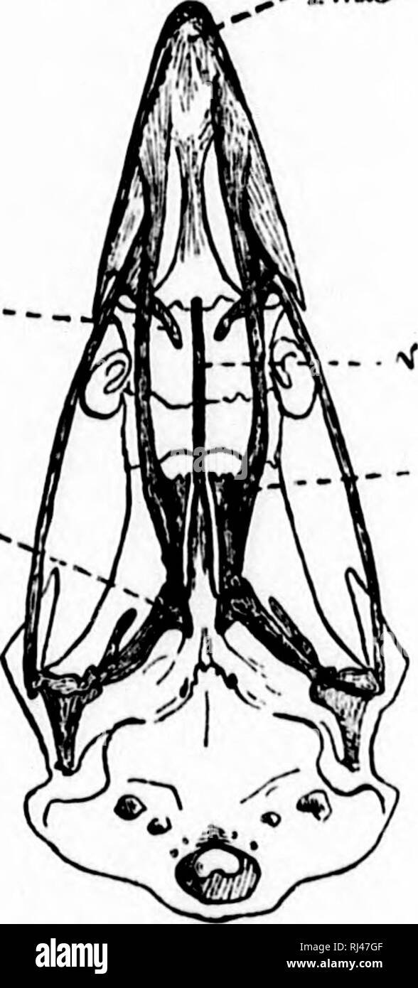 . Key to North American birds [microform] : containing a concise ...