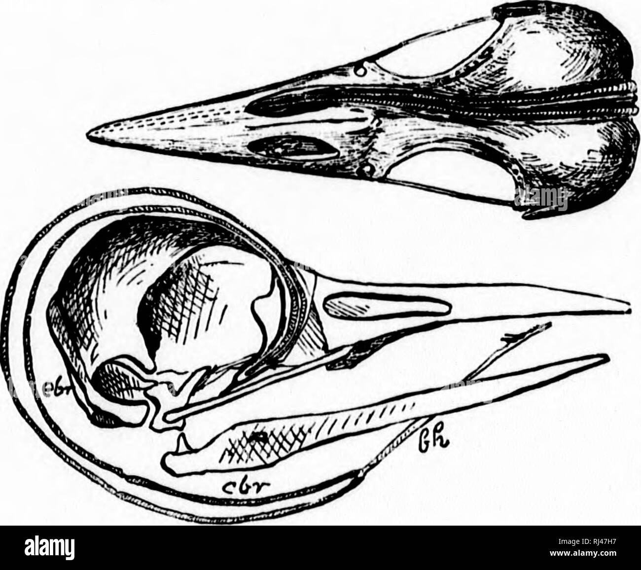 Hyoid apparatus hi-res stock photography and images - Alamy
