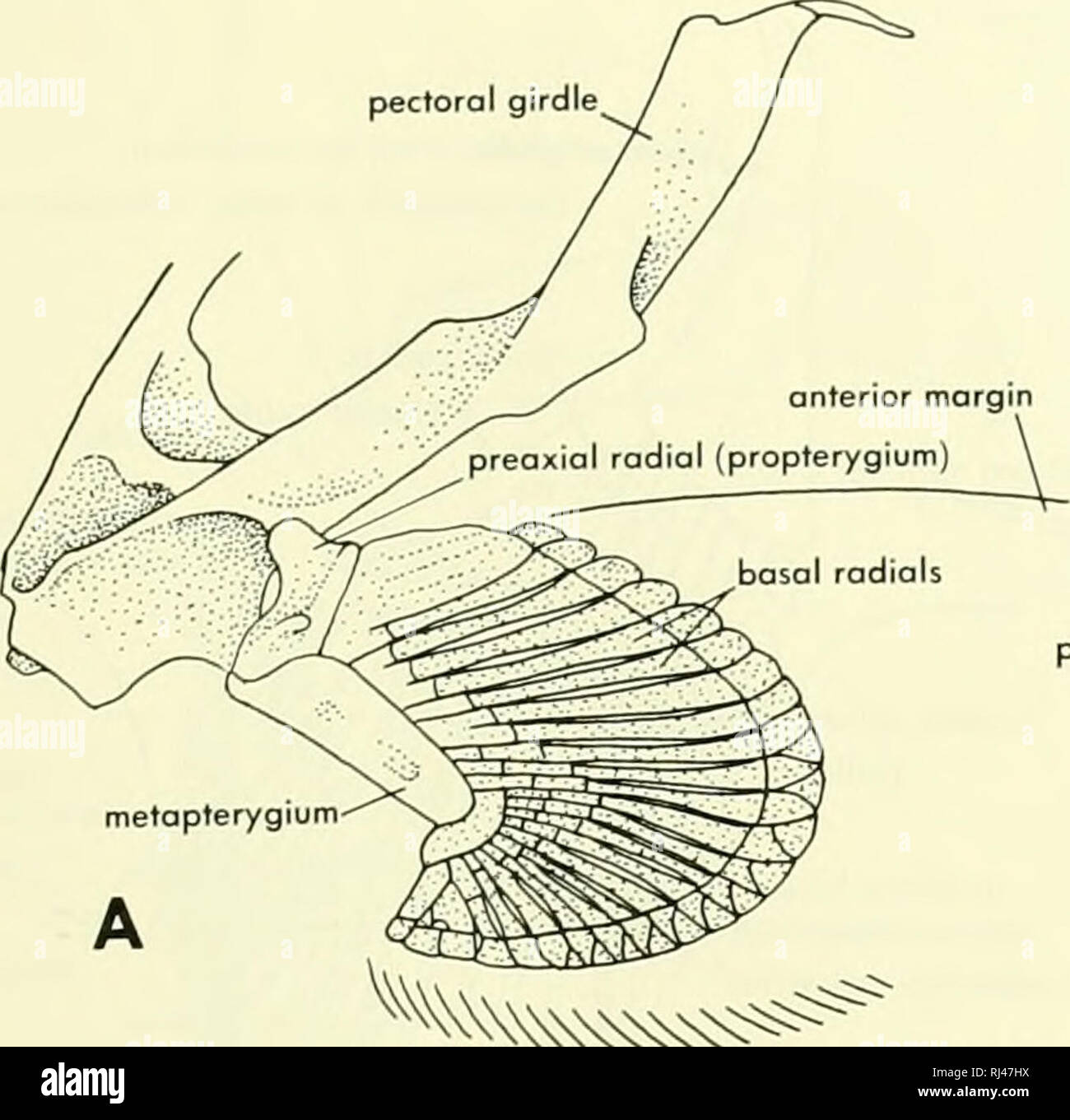 . Chordate morphology. Morphology (Animals); Chordata. pectoral girdle ...