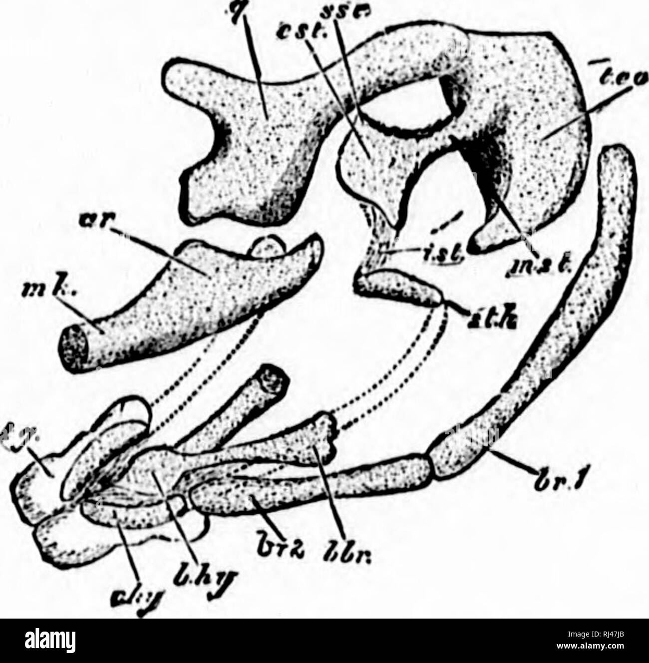 . Key to North American birds [microform] : containing a concise ...