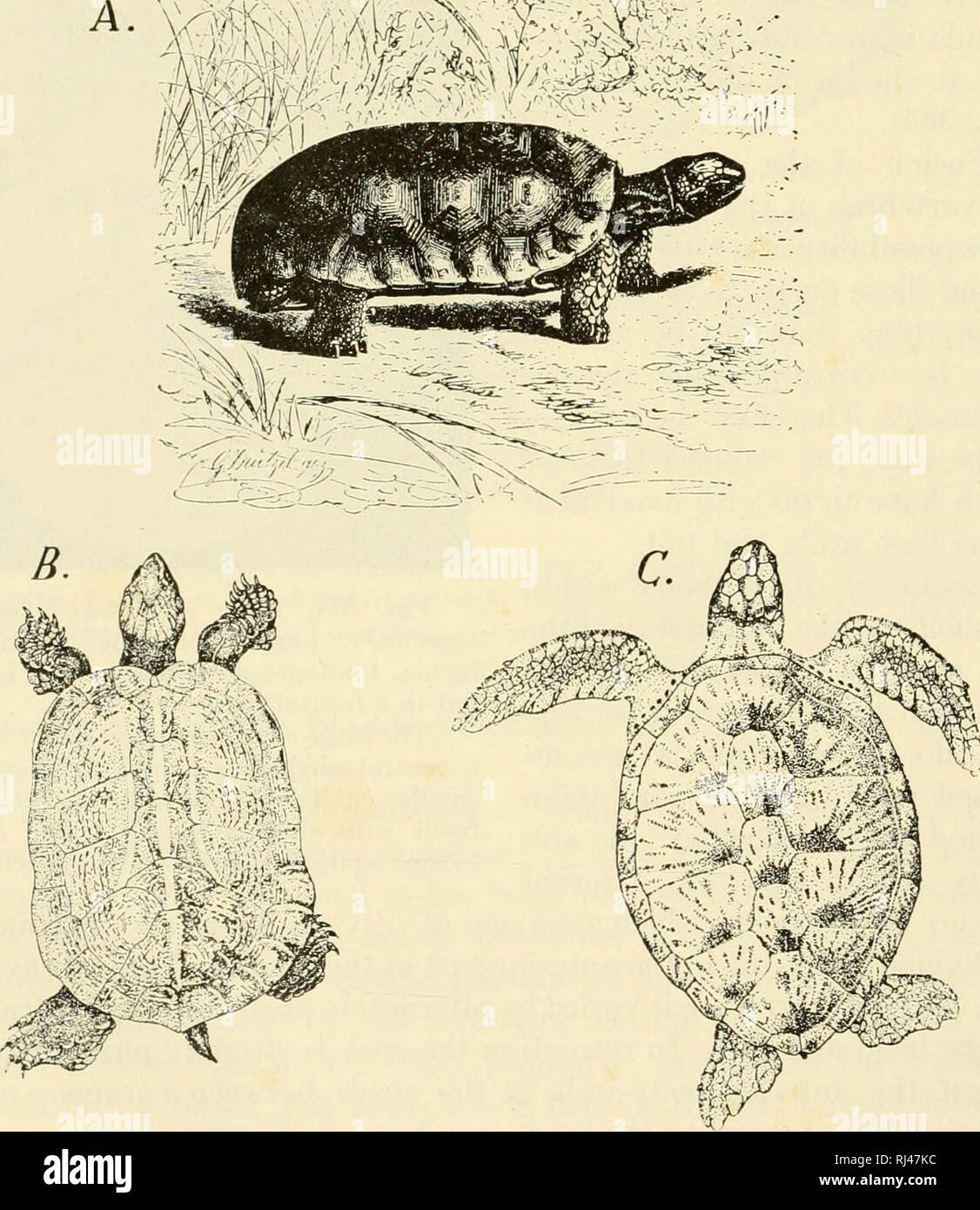 . The chordates. Chordata. 196 Comparative Morphology of Chordates All ...