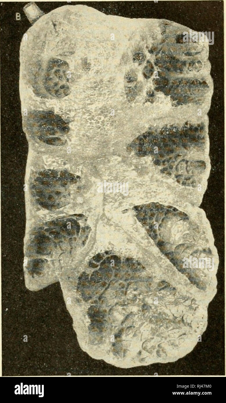. The chordates. Chordata. Sauropsida: Class Reptilia 495 and the ...