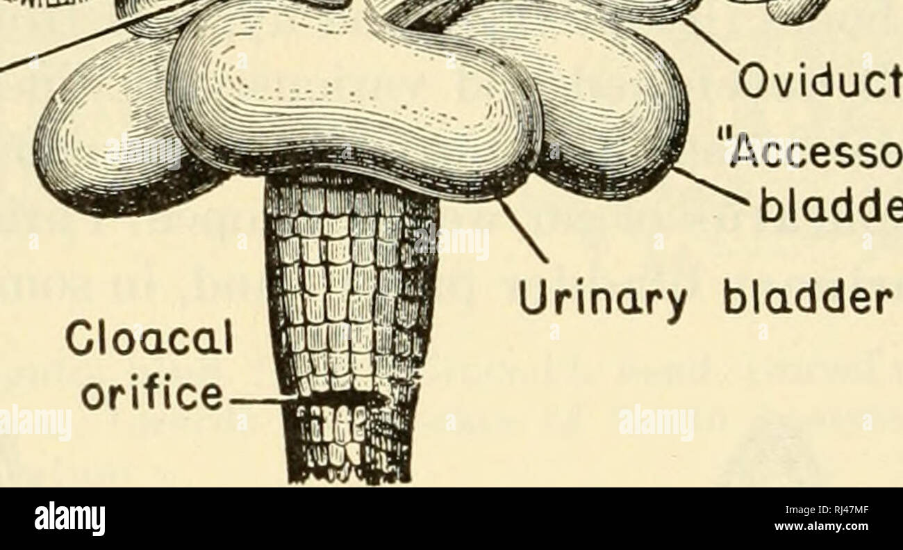 Distinctive tortoise hi-res stock photography and images - Alamy
