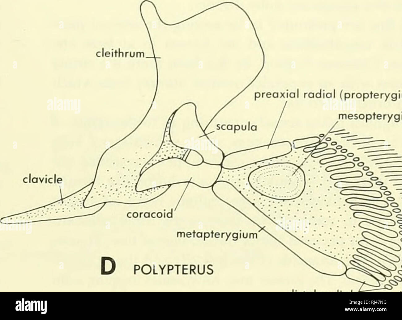 . Chordate morphology. Morphology (Animals); Chordata. reaxial radial ...