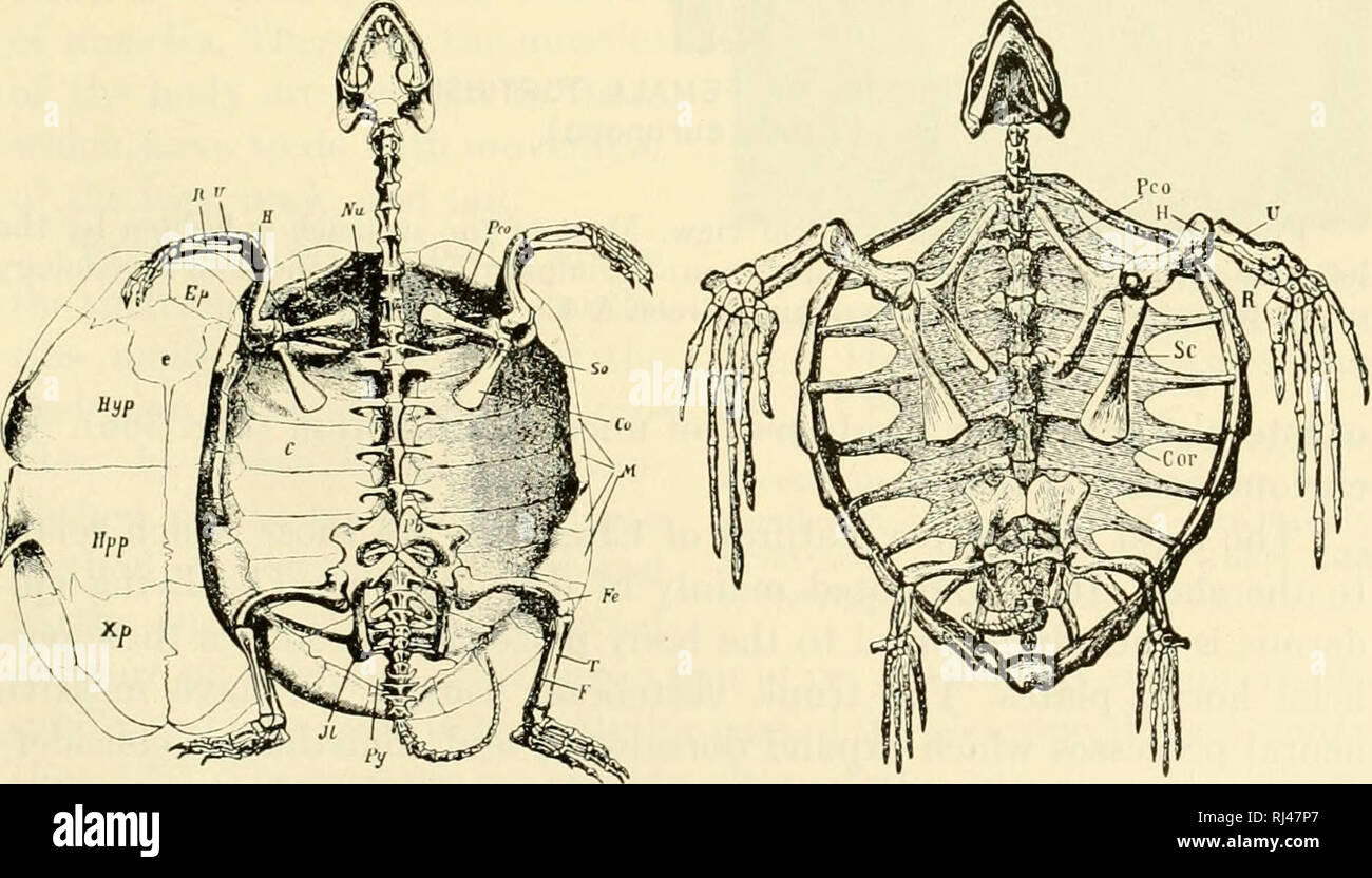 . The chordates. Chordata. Sauropsida: Class Reptilia 493 Order ...