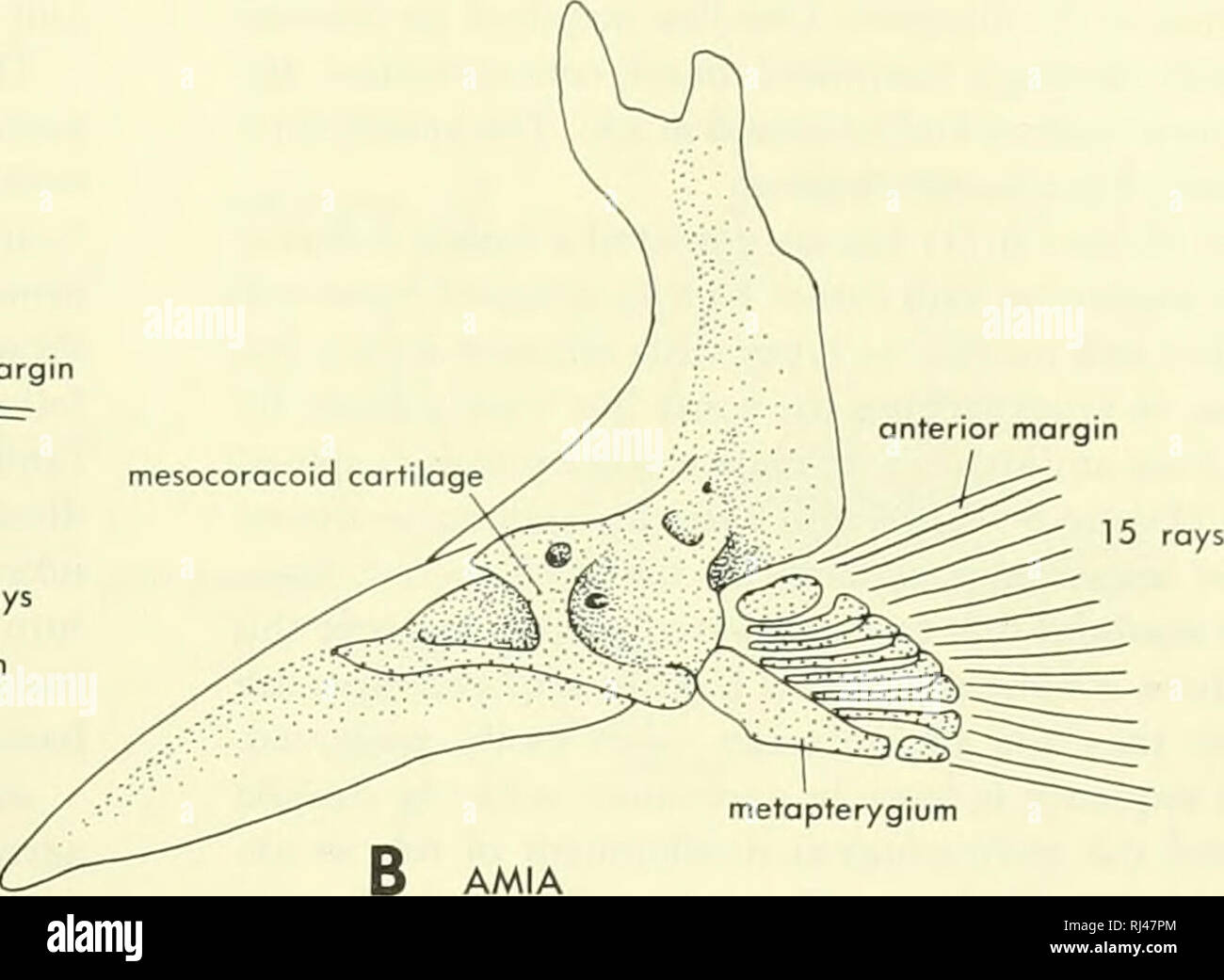 Coracoïd High Resolution Stock Photography and Images - Alamy