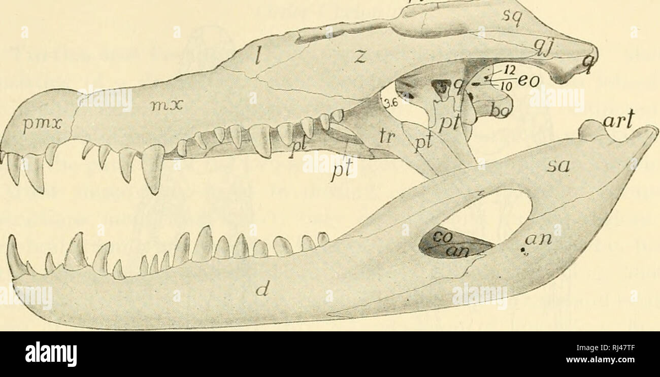 . The chordates. Chordata. Sauropsida: Class Reptilia PL 491. Fig. 382 ...