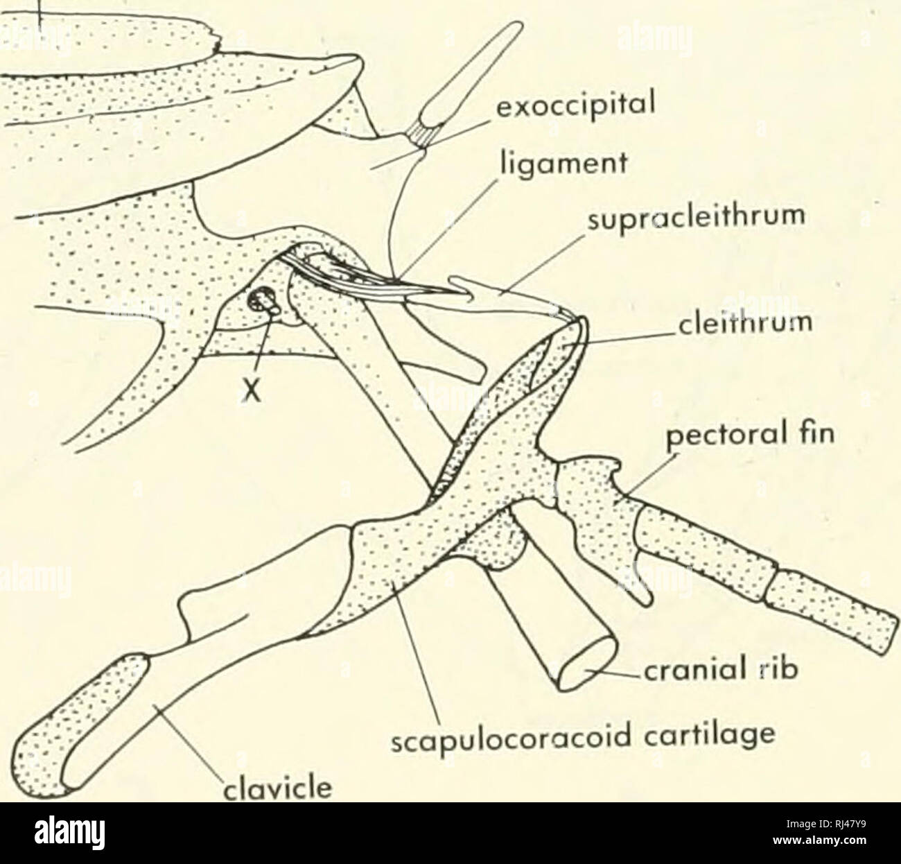 . Chordate morphology. Morphology (Animals); Chordata. A B Figure 6-58 ...
