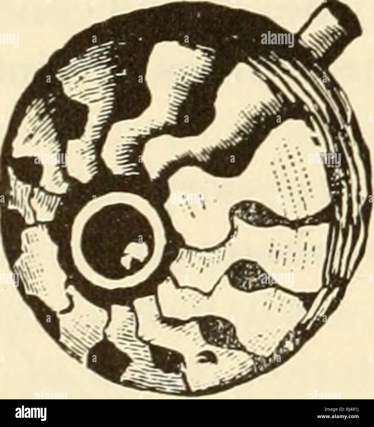 . The chordates. Chordata. Fig. 368. Sections of larval (Bornj and ...