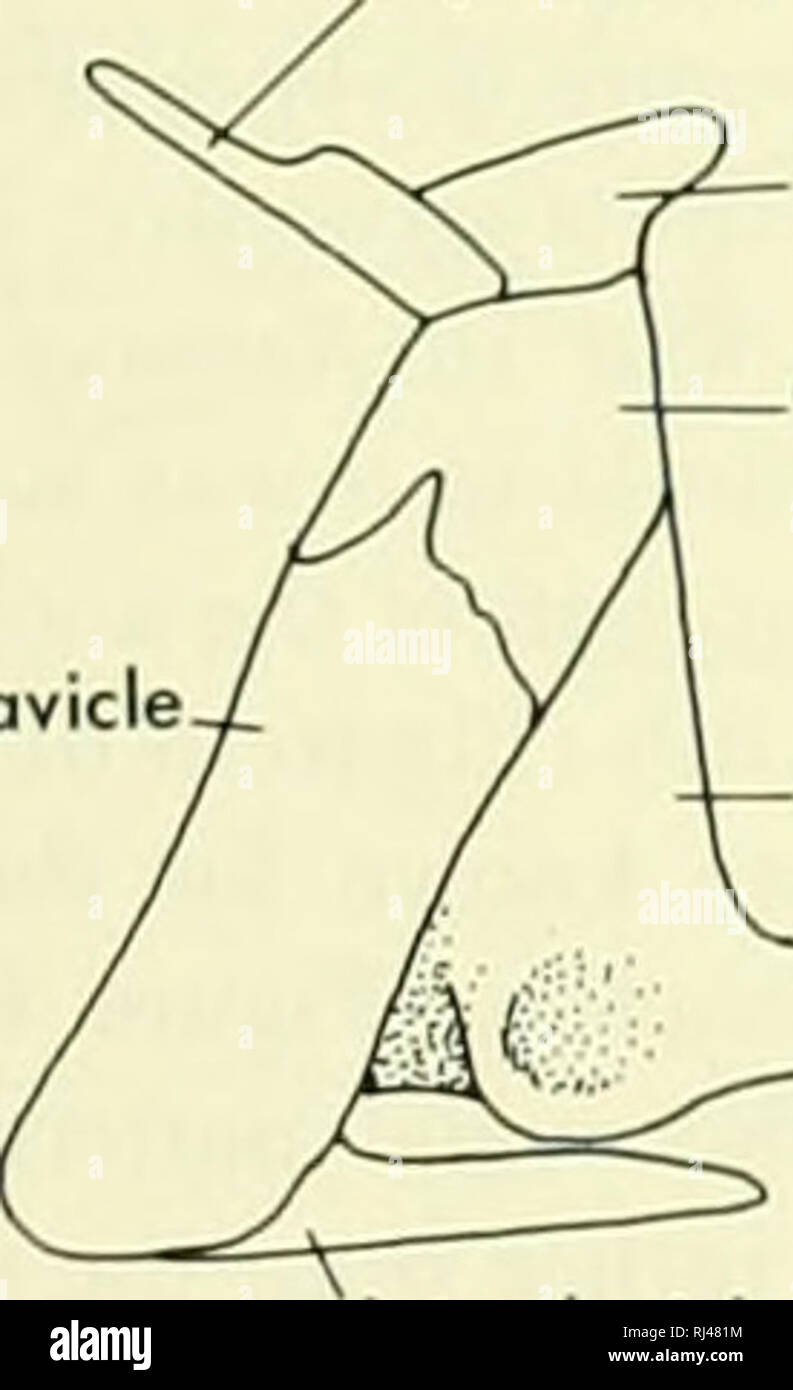 Three salamanders hi-res stock photography and images - Alamy