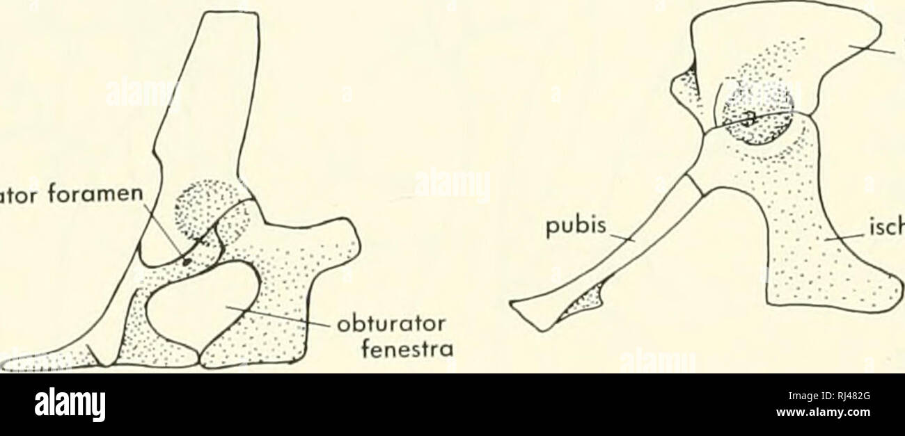 Ophiacodon hi-res stock photography and images - Alamy