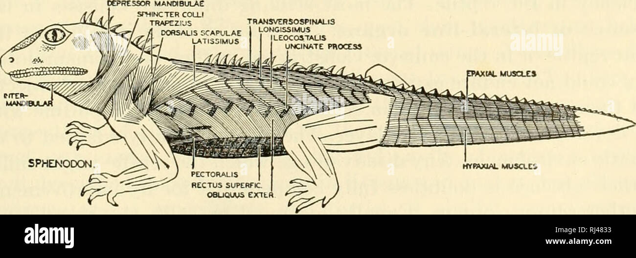 . The chordates. Chordata. Fig. 366. Superficial lateral trunk muscles ...