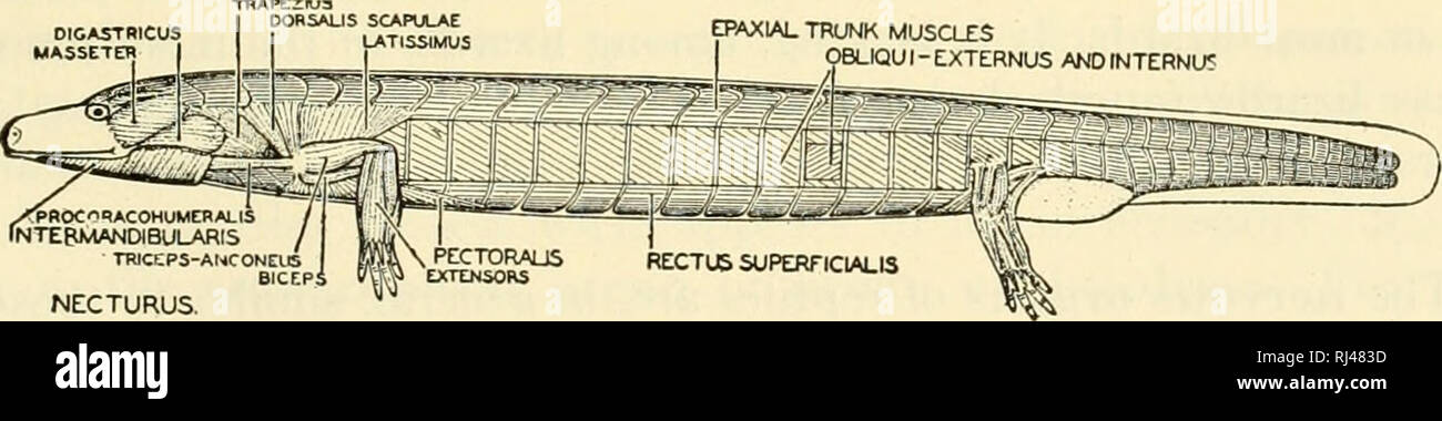 . The chordates. Chordata. Sauropsida: Class Fleptilia 47:5 Conn series ...