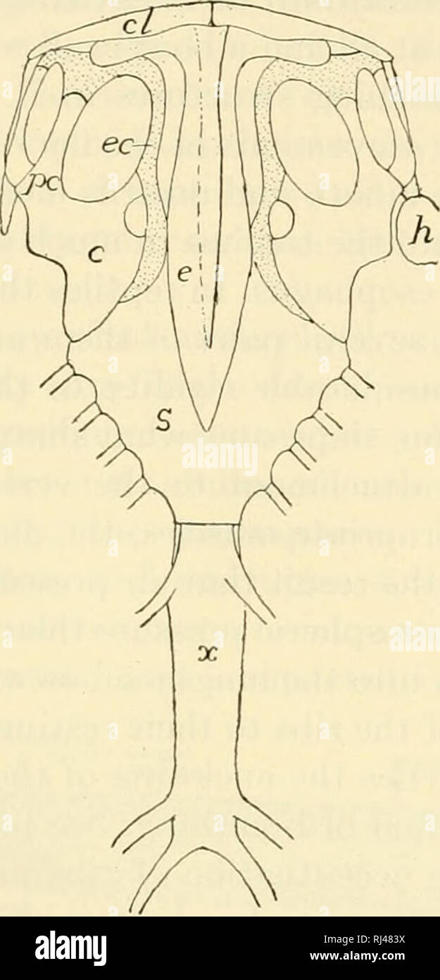 . The chordates. Chordata. Sauropsida: Class Reptilia 171 In contrast ...