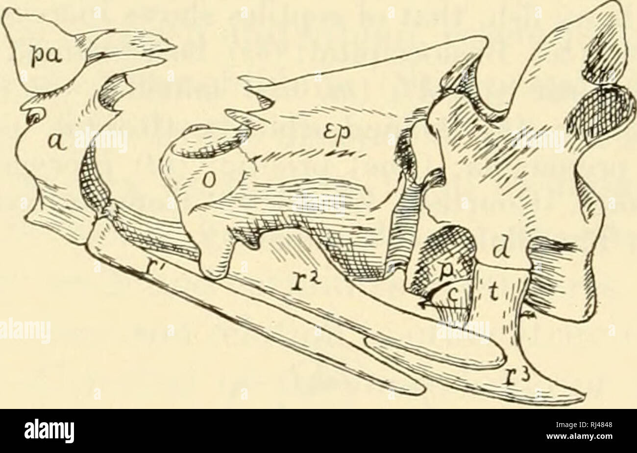 . The chordates. Chordata. Fig. 363. Skeleton of Sphenodon. (AT) Atlas ...