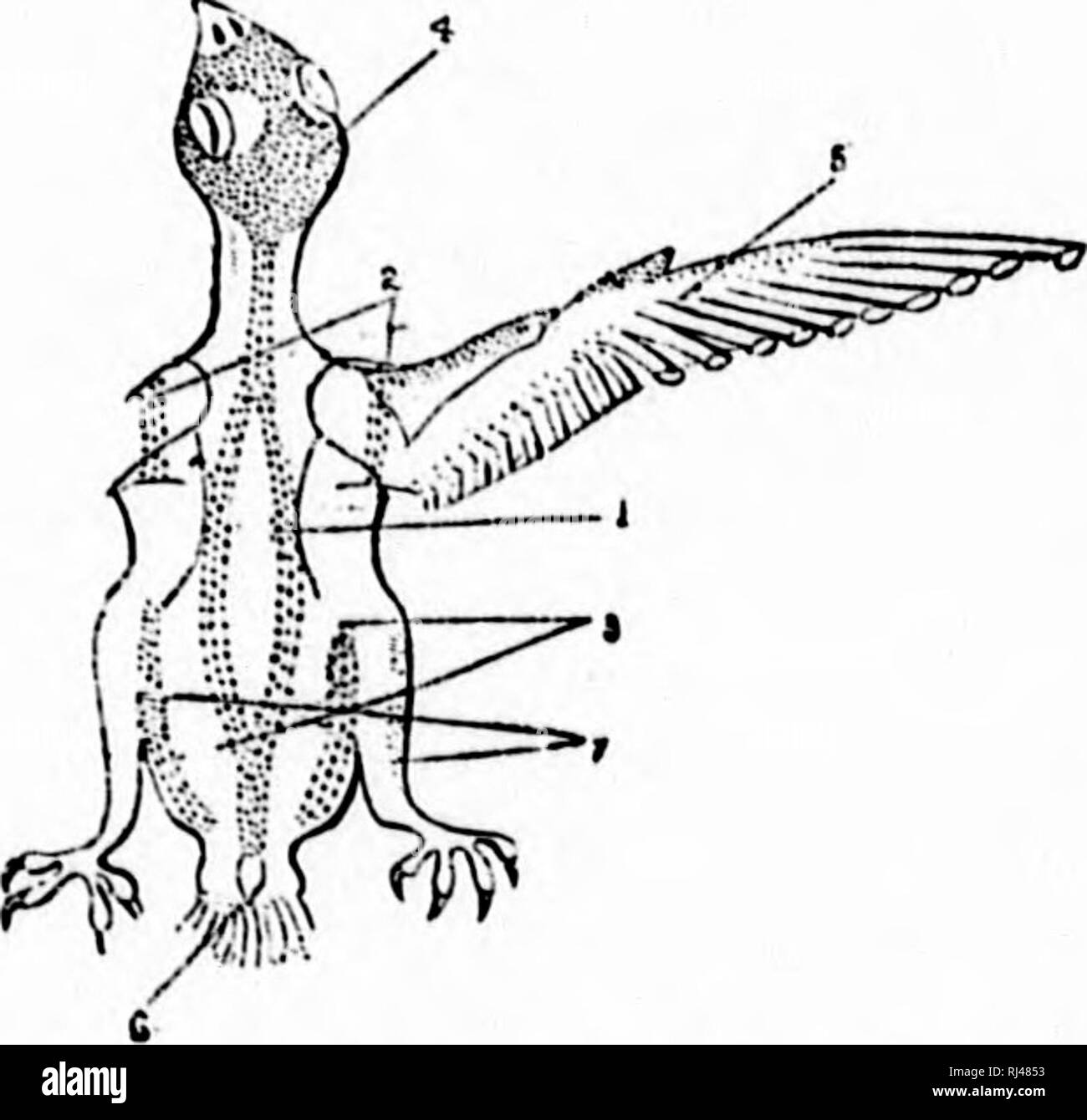 . Key to North American birds [microform] : containing a concise ...