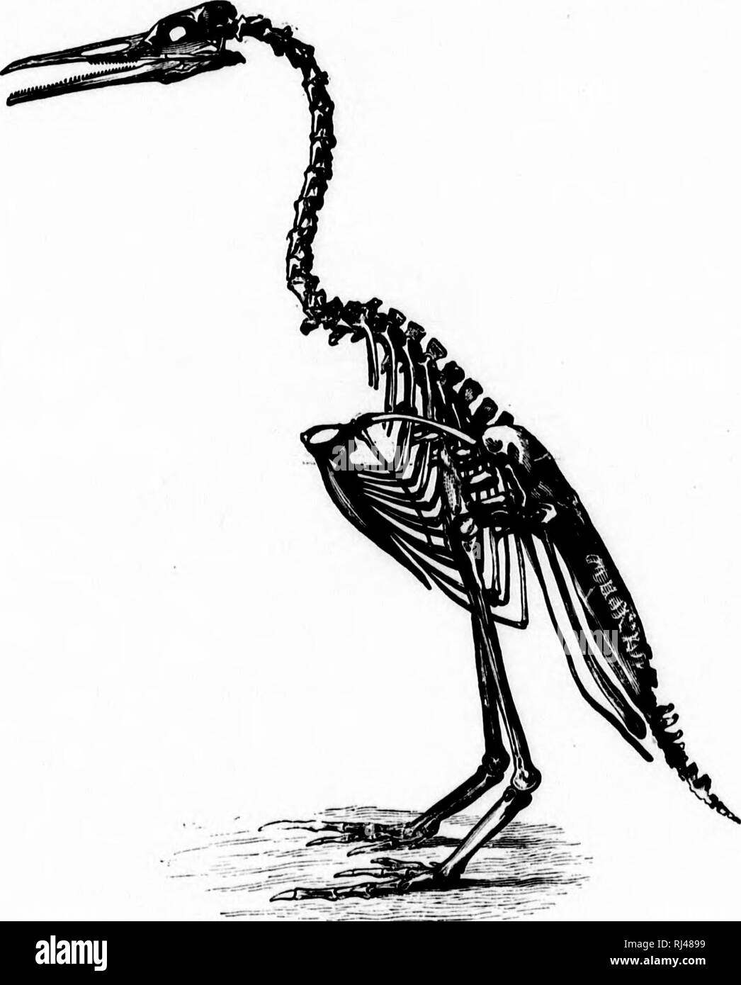 Oldest known bird hi-res stock photography and images - Alamy Oldest known bird hi-res stock photography and images - Alamy