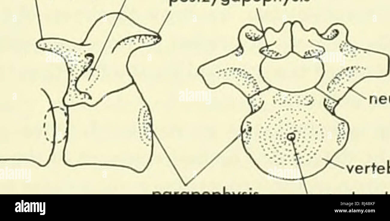 . Chordate morphology. Morphology (Animals); Chordata. B haemal spine ...