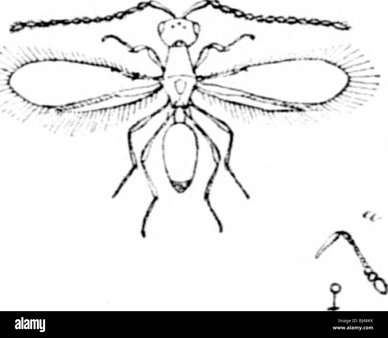 Proctotrypidae hi-res stock photography and images - Alamy