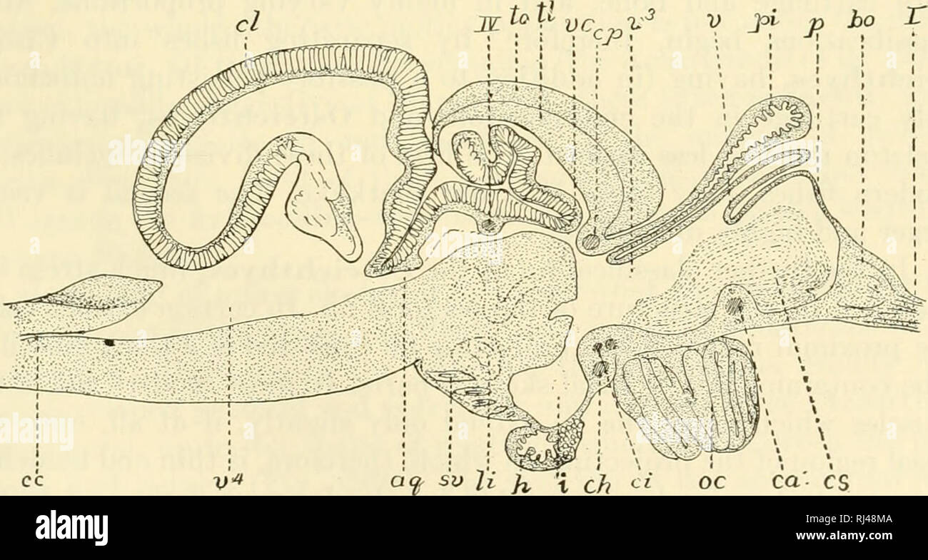 . The chordates. Chordata. tchthyopsida 119 than the vertebrate nervous ...