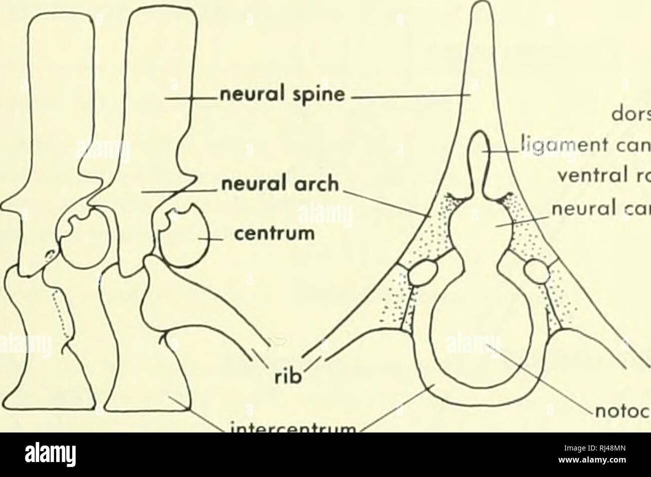 Notochord Notochord Cells In Intervertebral Disc Development And