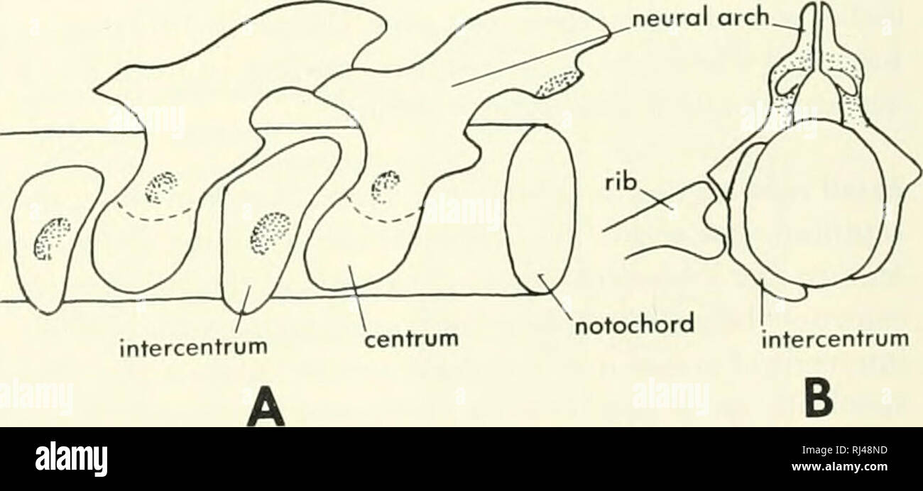 . Chordate morphology. Morphology (Animals); Chordata. Figure 6-14 ...