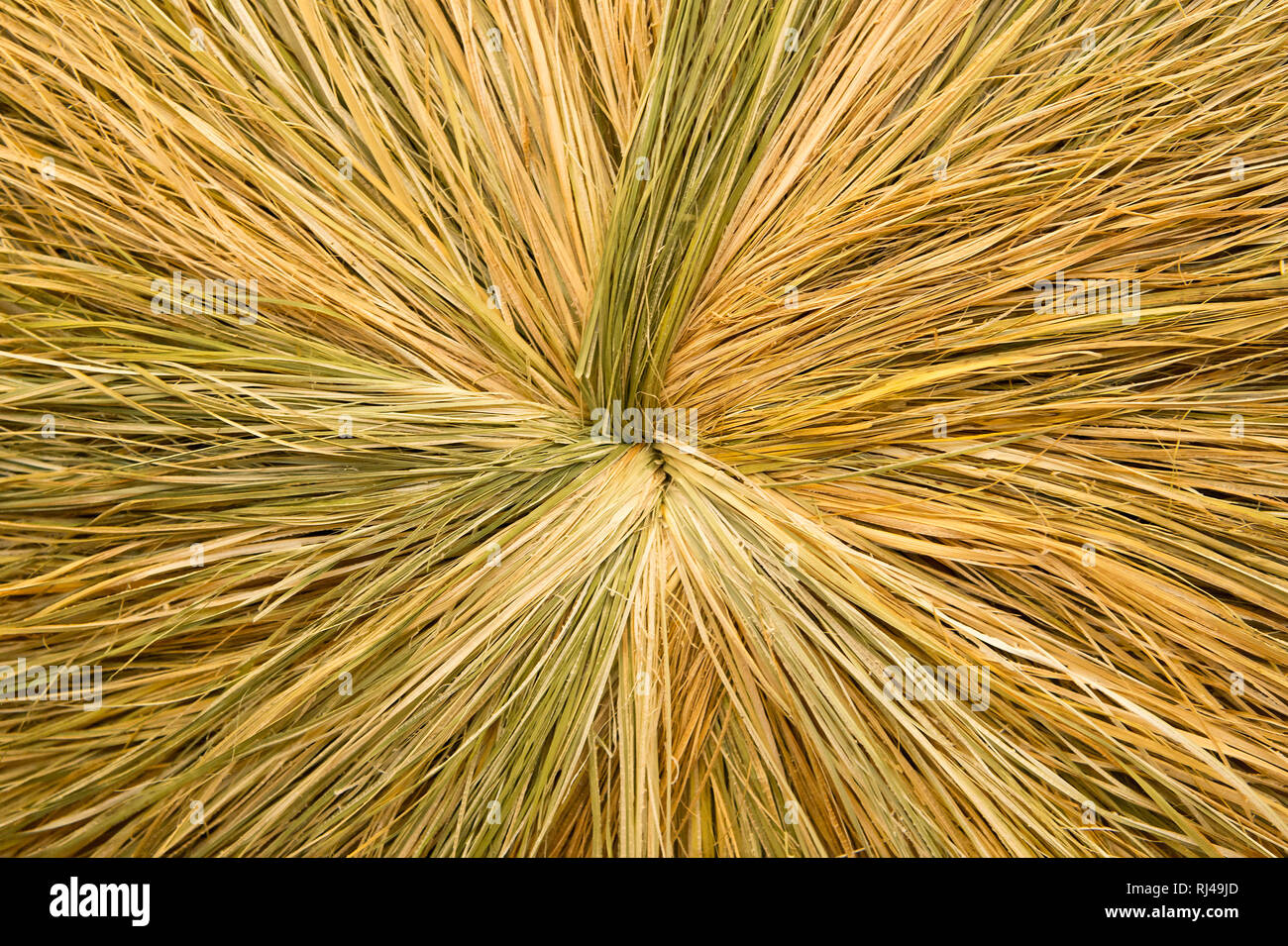 Stubble Grass High Resolution Stock Photography and Images - Alamy