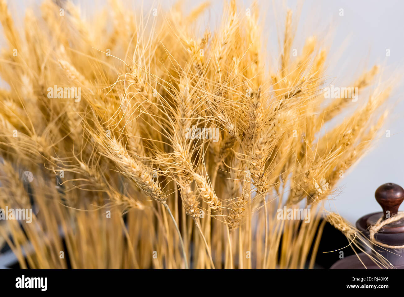 Harvest Wheat Color