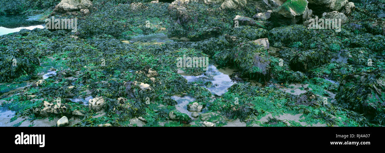 USA, Washington, Olympic National Park, Common rockweed and sea lettuce ...