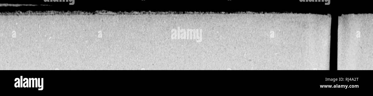 Boisfort hi-res stock photography and images - Alamy