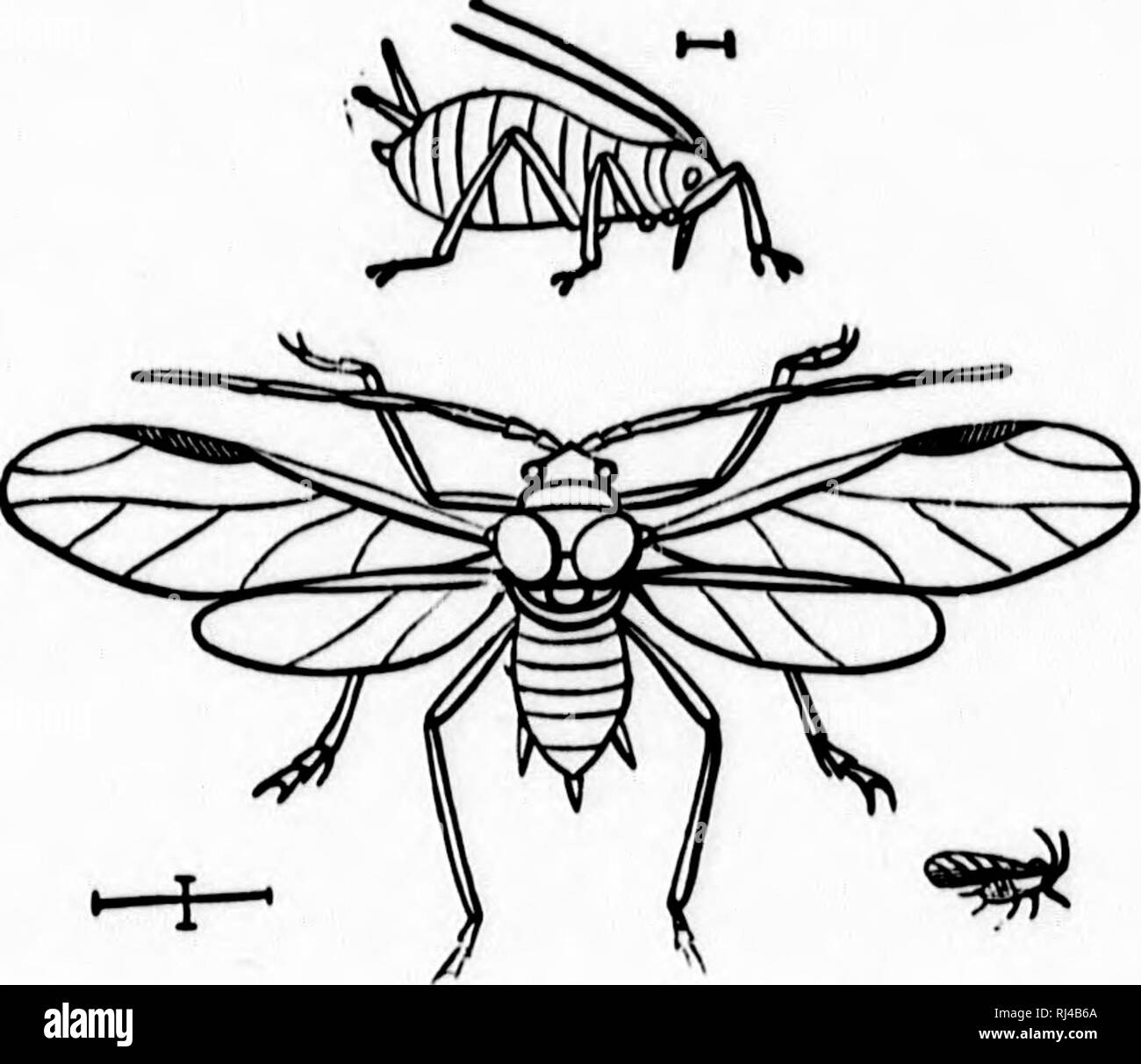 . A textbook of invertebrate morphology [microform]. Invertebrates ...