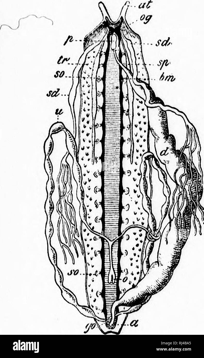 . A textbook of invertebrate morphology [microform]. Invertebrates ...