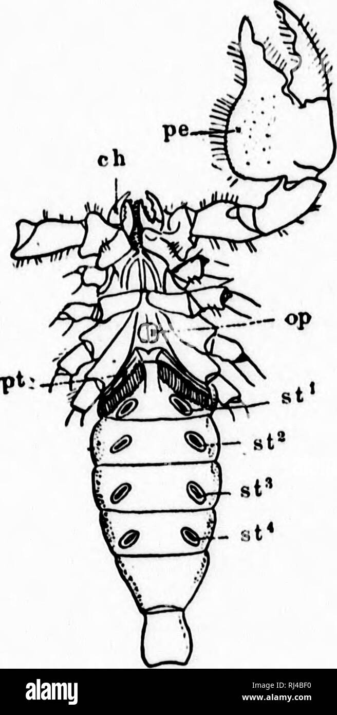 Postabdomen hi-res stock photography and images - Alamy
