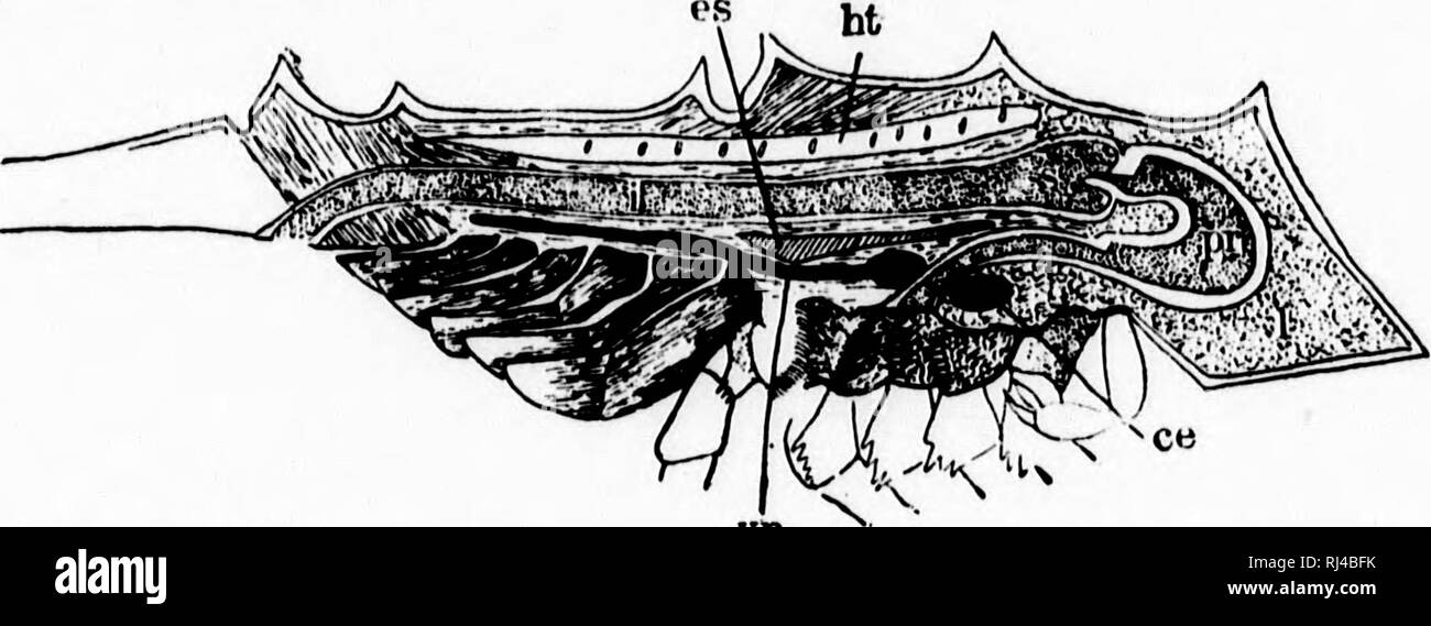 . A textbook of invertebrate morphology [microform]. Invertebrates ...