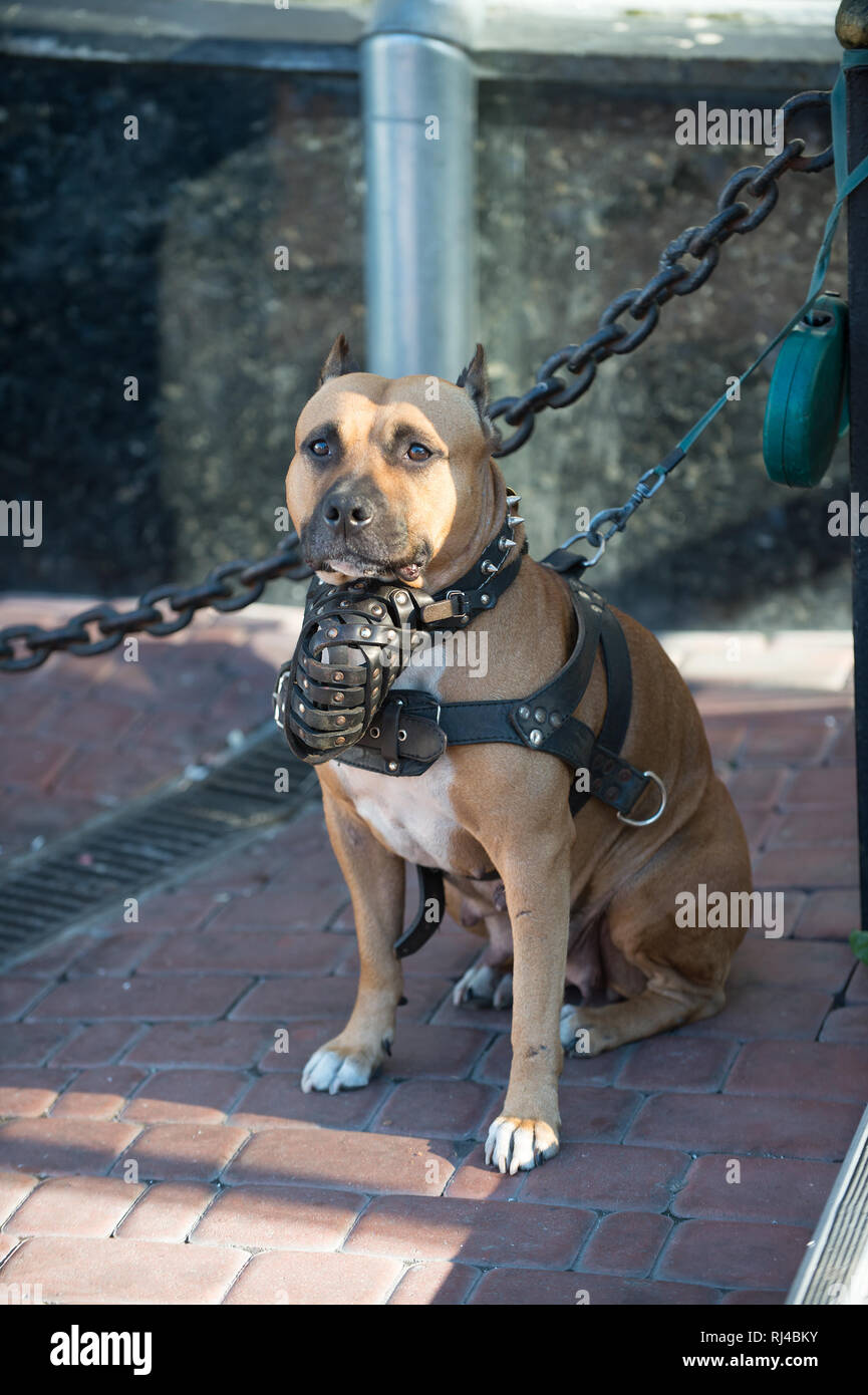 muscular dog pet Staffordshire Terrier breed with pedigree brown color ...