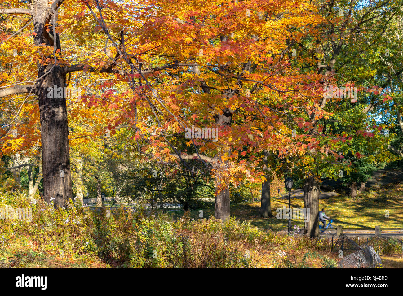 Trees of vibrant autumn/fall season colors along a walking/riding trail ...